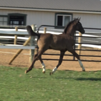 Sold Horses | Five Phases Farm