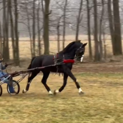 Durango - Five Phases Farm