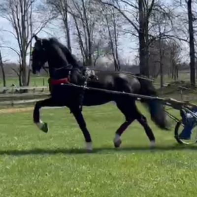 Durango - Five Phases Farm